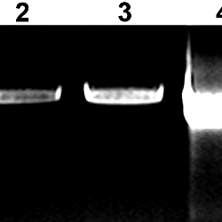 DNA fragments representing the CTV genome amplified by RT-PCR.