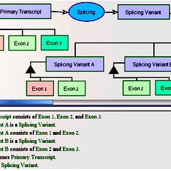 An example of modeling variants with OPM: A primary transcript is ...