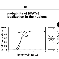 Schematic view of the NFATc2 switch.