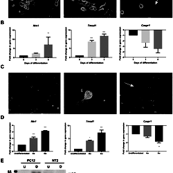 Characterising PC12 and NT2 morphology, gene and protein expression ...