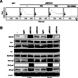 BDCA2/FcεRIγ Complex Signals through a BCR-Like Signaling Cascade in ...