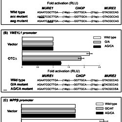 Effect of the mutation on MURE1 and MURE2 elements on mtUPR responsiveness.