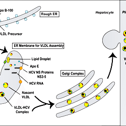 HCV Replicates on ER Membranes Involved in the Assembly of VLDL and Is ...