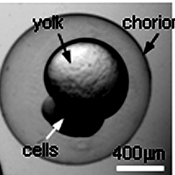 The structure of a zebrafish embryo.