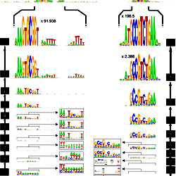 DNA sequence logos showing the accumulation of H. influenzae and N. gonorrhoeae DUES nucleotides.