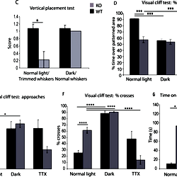 Ten_m3 KO Mice Show Deficits in the Performance of Visually-Mediated ...