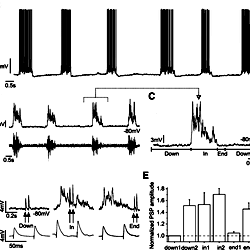 Paired pulse facilitation in up versus down states in the cortex in vitro.