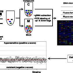 An Overview of the CaFT