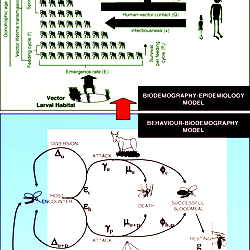 A Schematic Outline of the Two-Tier Model Used for This Analysis ...