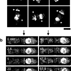 Assembly of cell division structures in anucleate cells.