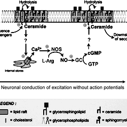 Model of a neuronal conduction of excitation without action potentials.