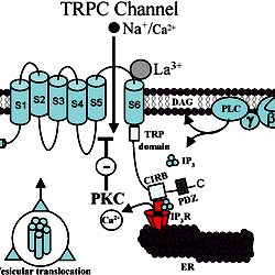 TRPC channel structure and mechanisms of activation.