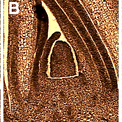 LM of the SAM from Paraffin Sections of Maize Seedlings