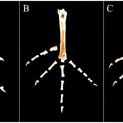 Typical four-toed foot bone arrangements in the Beijing You chicken ...