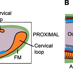 Schematics of the Continuously Growing Mouse Incisor