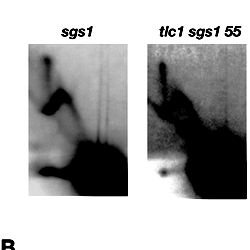 X-Structure Levels in the Ribosomal DNA in Wild-Type, sgs1, tlc1, and ...