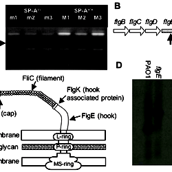 The Flagellar Mutant flgE Is Preferentially Cleared from the Lungs of ...