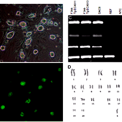 ES cell morphology and karyotype.