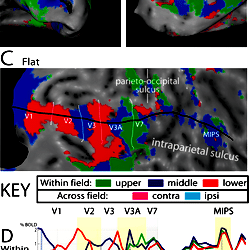 Visual field organization of dorsal visual areas and medial intra ...