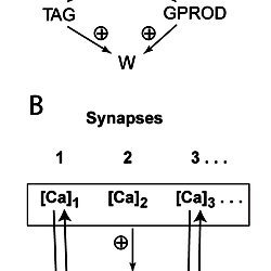 Schematic of the model for L-LTP induction.
