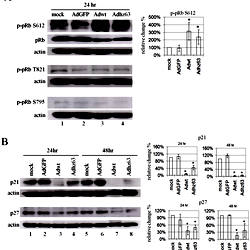 Effects of viral replication on pRb and CDK inhibitors.