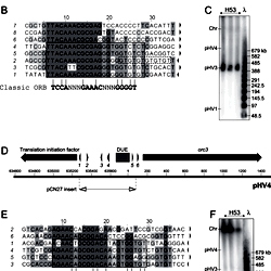 Additional ARS Elements Predicted by Nucleotide Composition
