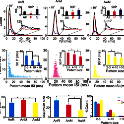 Characteristics of regular spike patterns.