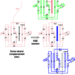 Schematic Diagram Illustrating the Processes of DSC and DSE