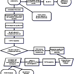EST Analysis and Unigene Process.