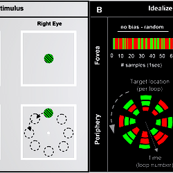 Illustration of stimulus and data presentation method.