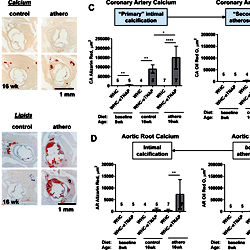 Atherosclerosis in the coronary arteries and the aortic root of WHC and ...