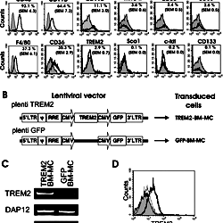Characterization and TREM2 Transduction of BM-MC