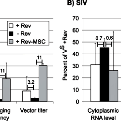 Relevance of the Rev–RRE Interaction