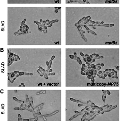 Repression of yeast filamentous-form phenotypes by MPT5.