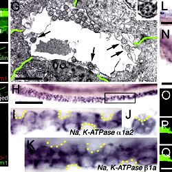 Multi-Cilia Cells and Principal Cells Interpolate in the Pronephric Duct