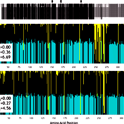 PAML Selection Analysis