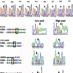 Sequences of DNA Pools