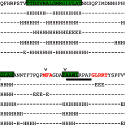 Secondary-Structure Prediction of VP26
