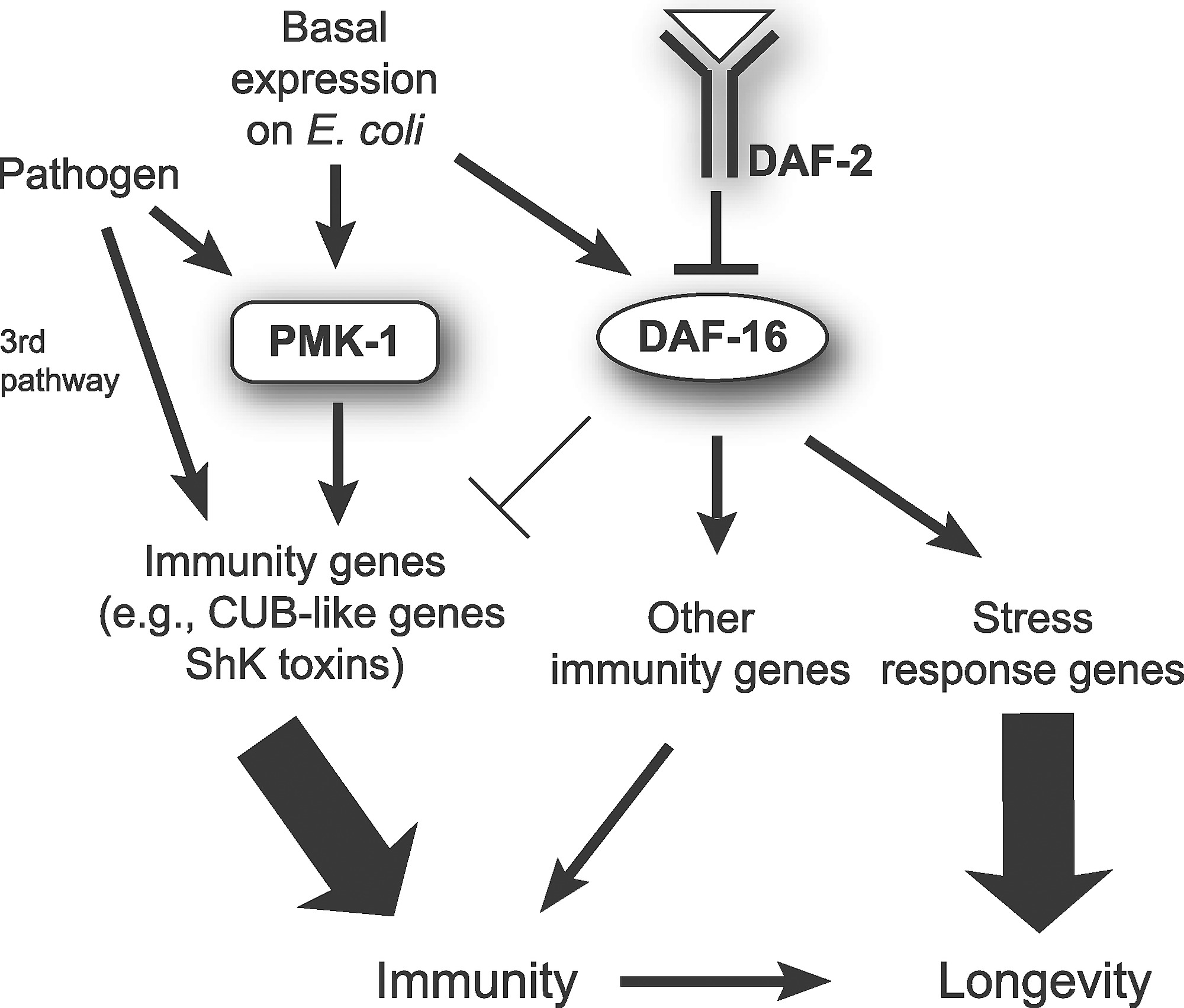 The Insulin/IGF-1 Signaling (IIS) Pathway and Longevity - Siim Land