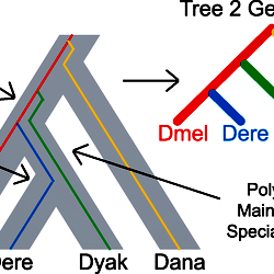 Incomplete Lineage Sorting