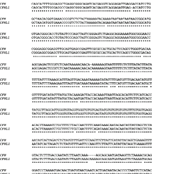 MLPA Binding Sites Used to Identify Deletions of CFH Exons 22 and 23