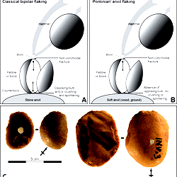 Differences between classical bipolar flaking and ‘Pontinian’ anvil ...