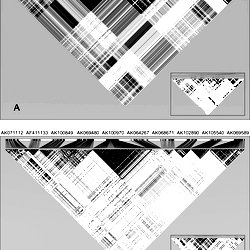 LD Patterns for High Polymorphism and Reference Genes