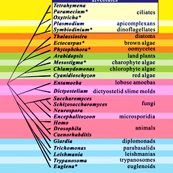 Unrooted Consensus Phylogeny of Major Eukaryotic Lineages
