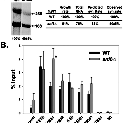rRNA synthesis rate of snf6Δ is only 40% of WT despite similar Pol I ...