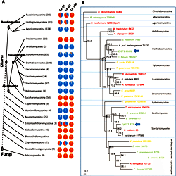 ZtGT2 orthologues show a discontinuous distribution throughout the ...