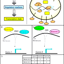 The Formation of the TRN Matrix