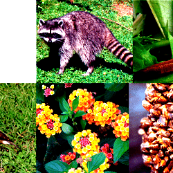 Examples of Alien Species in Europe and the Mediterranean Basin