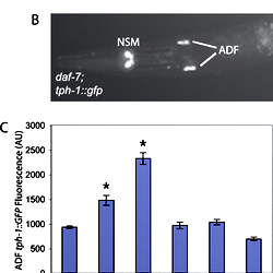 Serotonin Production in ADF Neurons is Regulated by TGF-β Signaling