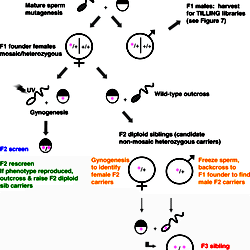 Forward Screen Strategy